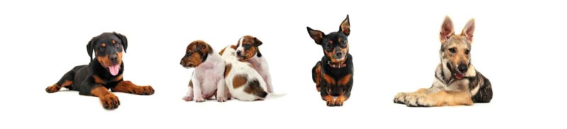 K9 Korral Sarasota - Dog boarding, daycare and training